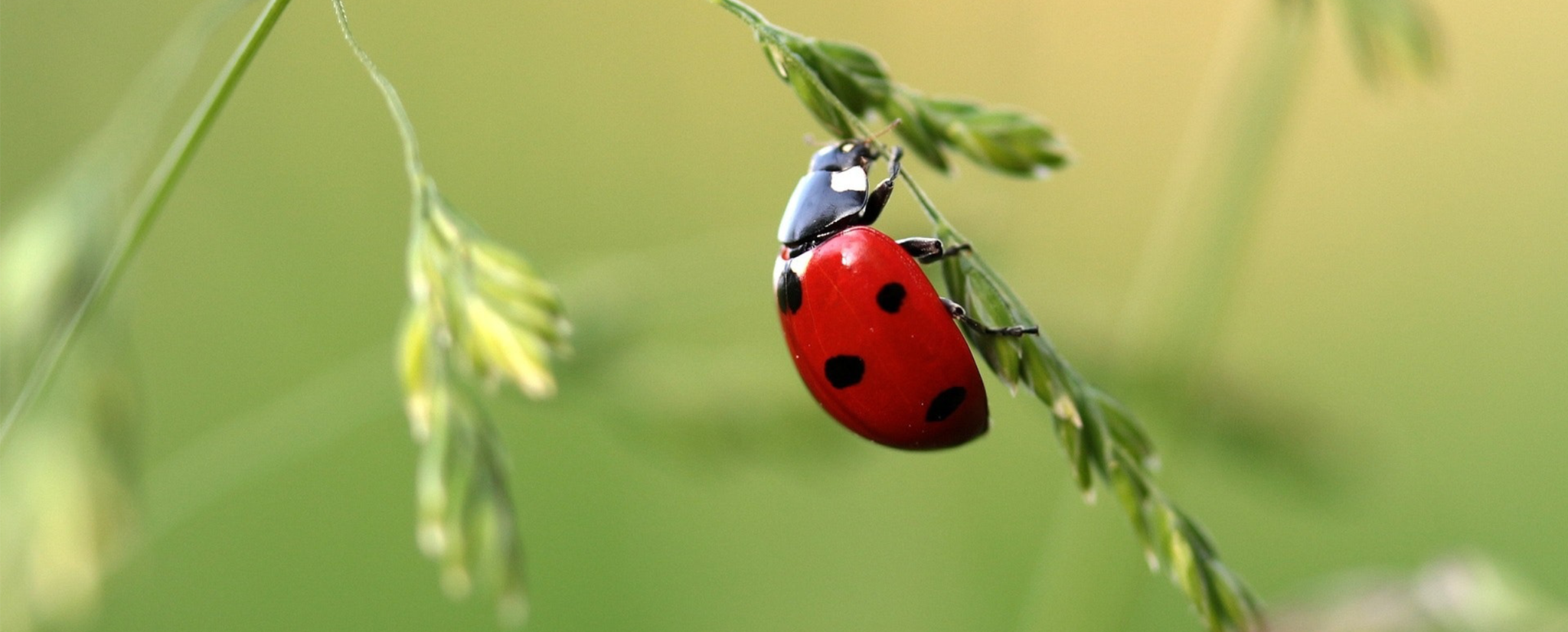 Vad vet du om några av våra vanligaste insekter i Sverige? - NE