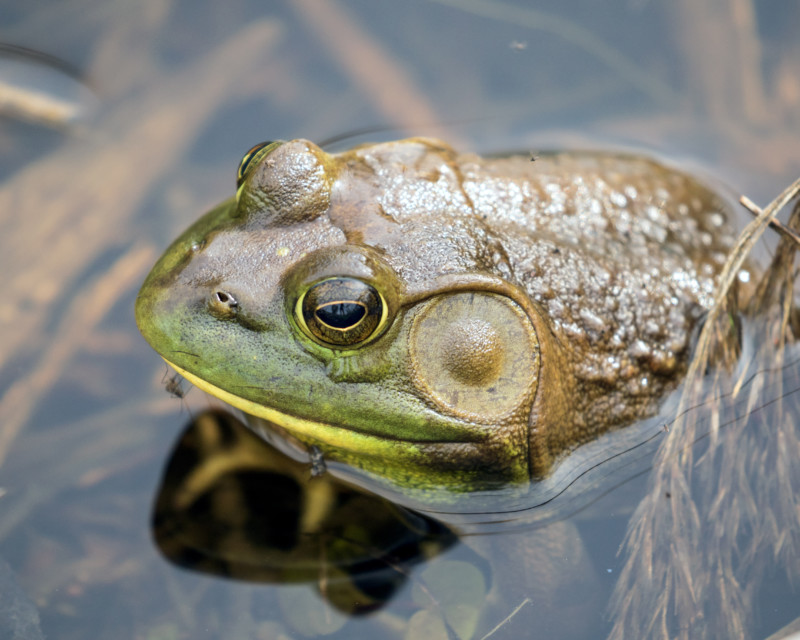 Tre myter om små grodorna - NE